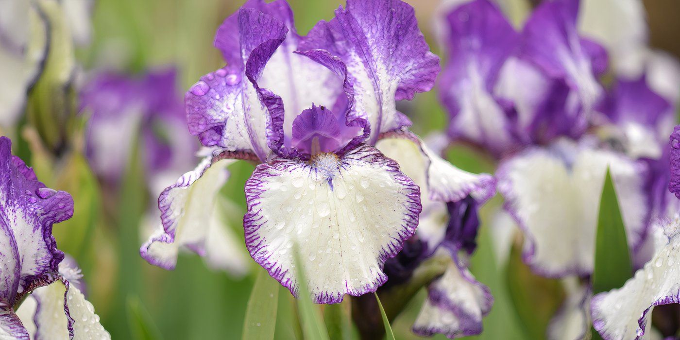 Flower Bed Ideas: Cultivate 5 of the Most Challening Flowers Possible