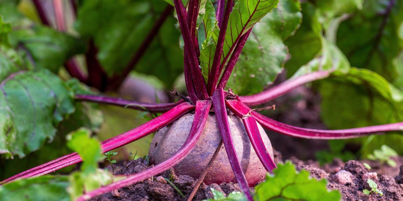 Which Vegetables Should You Plant in July?