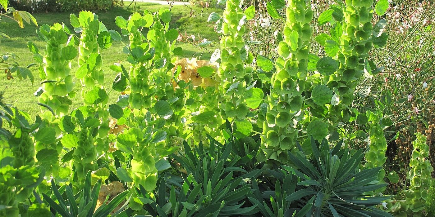 Get On Trend with These 6 Lime Green Plants for Your Garden