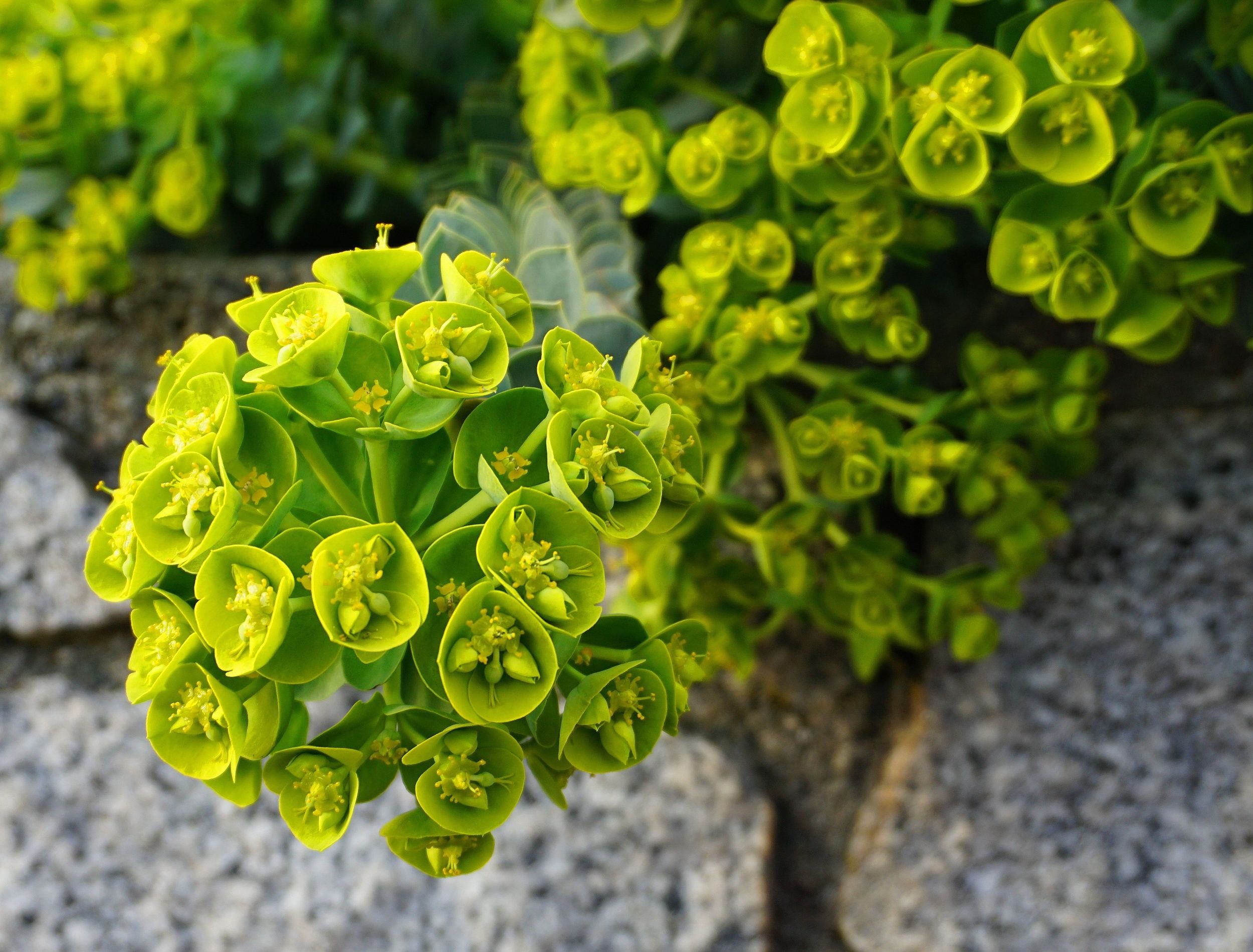 5 of the Most Beautiful Variegated Houseplants