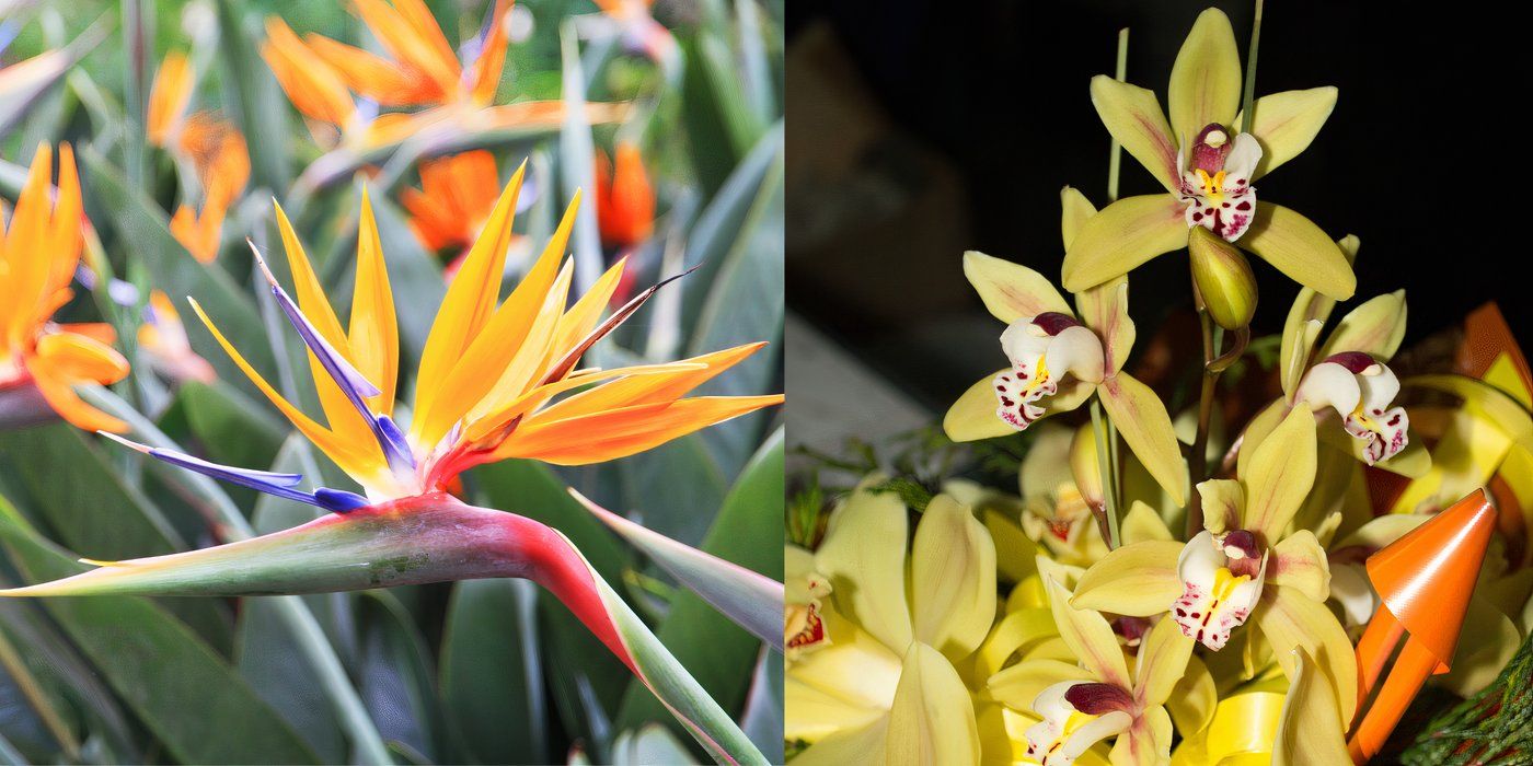 See the Victory Bouquets Awarded at Current and Past Olympics