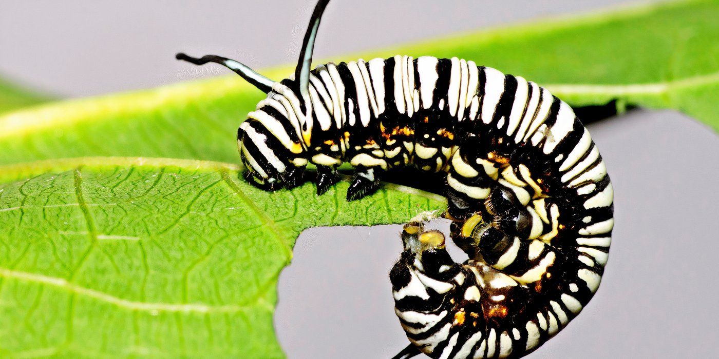 Insect Camouflage: How Garden Bugs Thrive