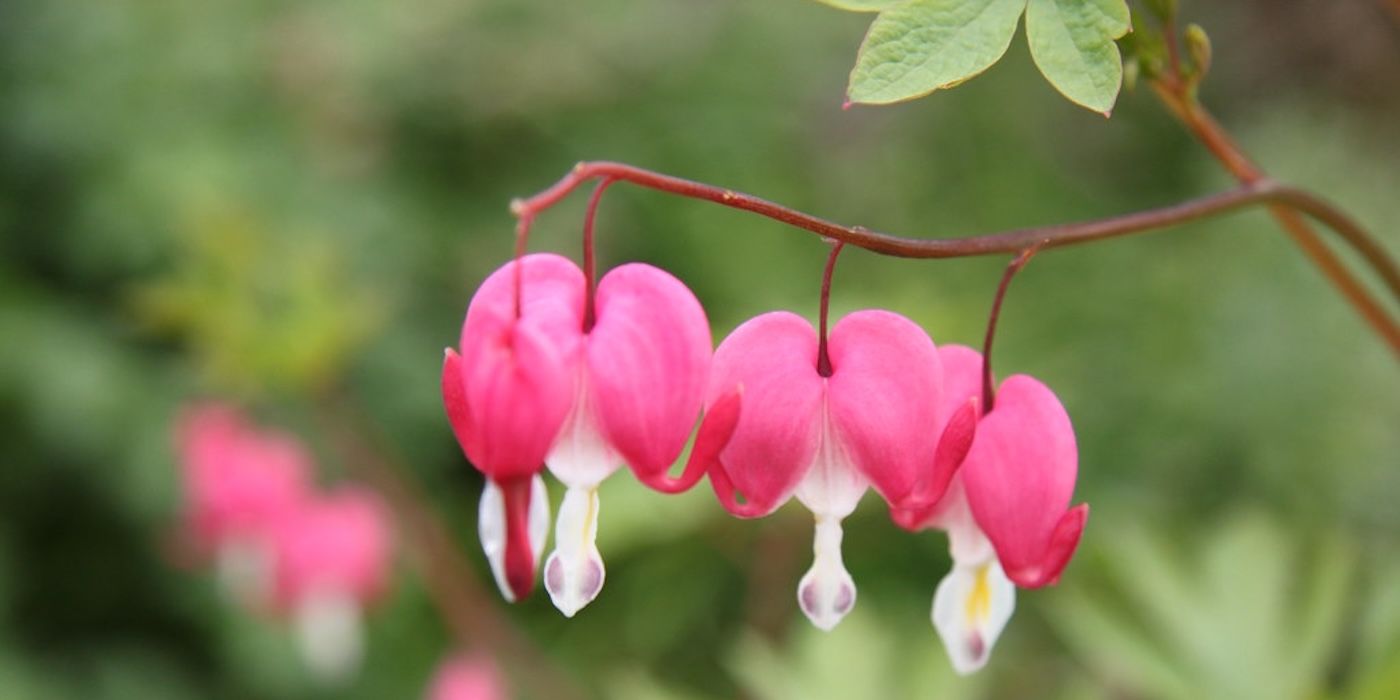 5 Unusual Flowers To Make Your Landscaping Stand Out