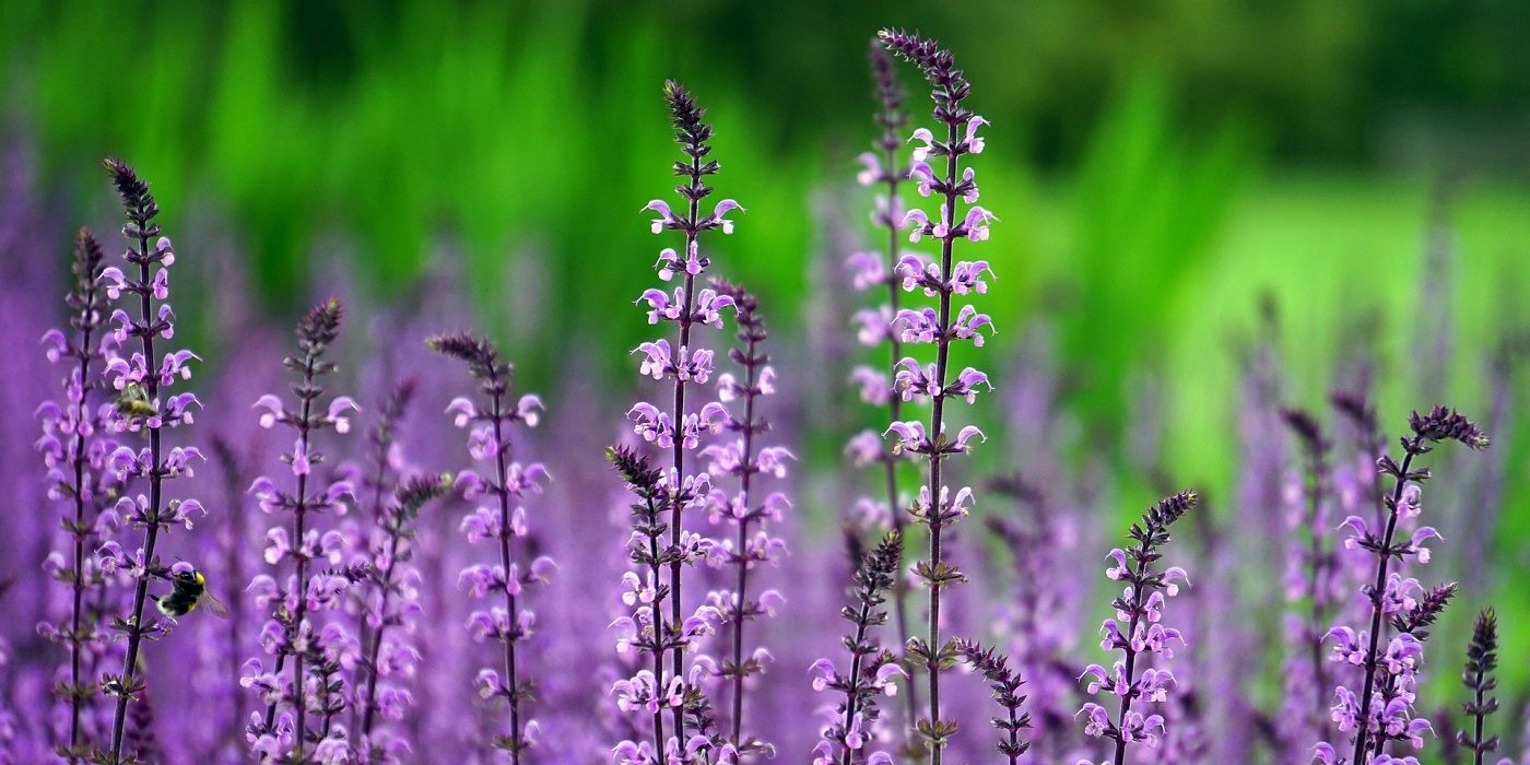 Celebrate July Birthdays with Larkspur and Water Lily