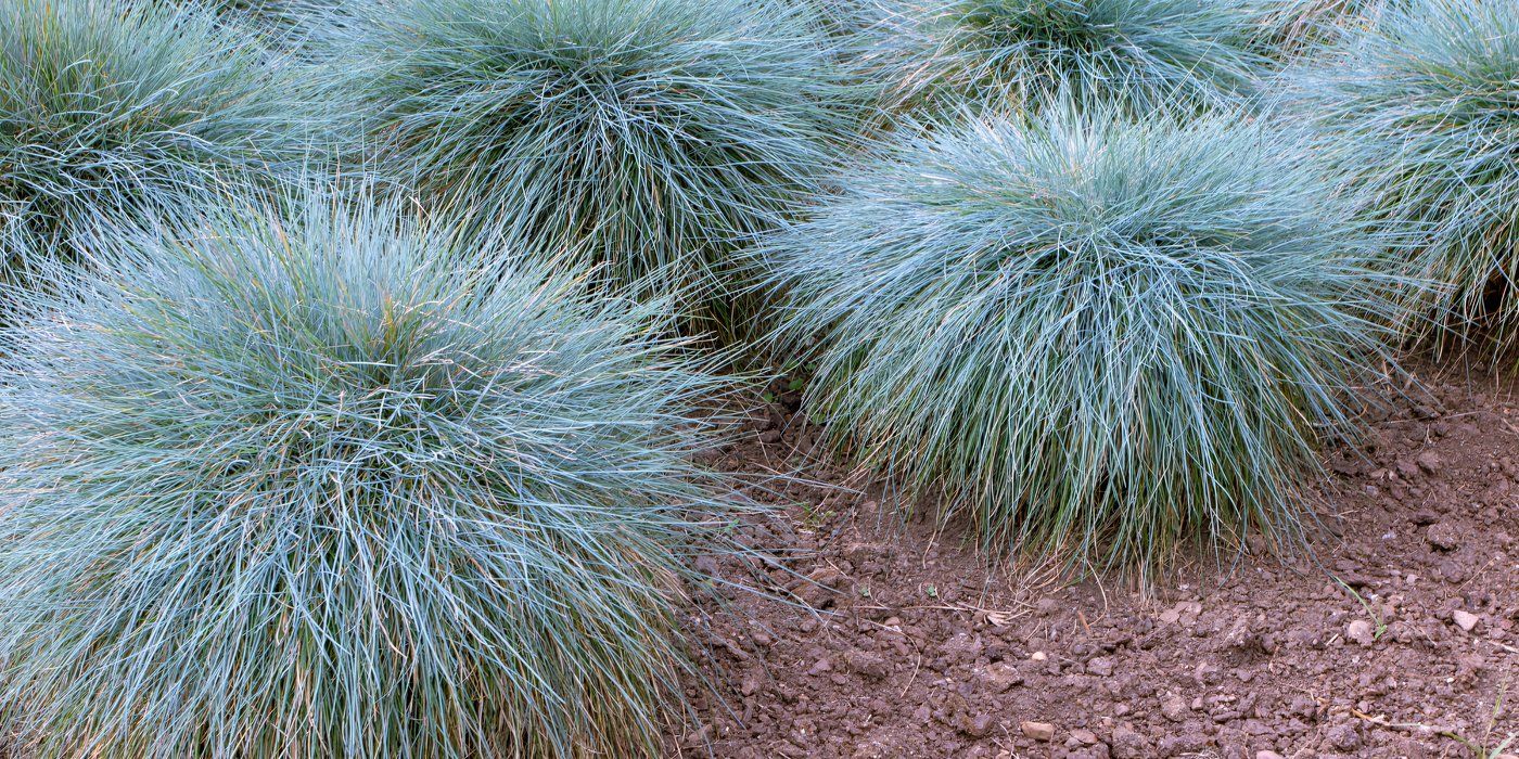 Use 6 Grass Types to Create Colorful Focal Points in the Landscape