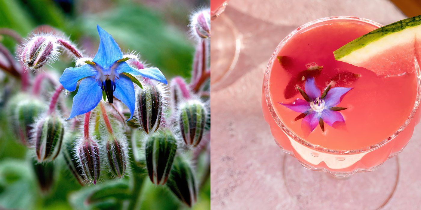 Grow a Vibrant July Garden and Harvest 5 Fresh Herbs