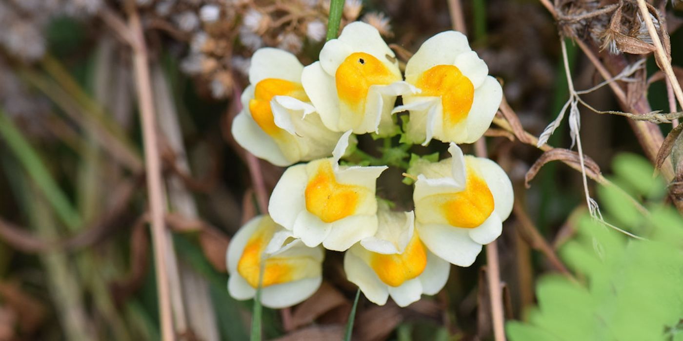 Bizarre Blooms: 10 Weirdest Flower Names You Won't Believe