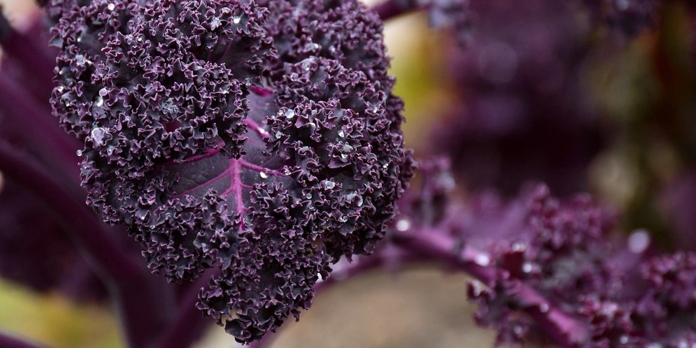 Purple Vegetables to Grow in Trendy Home Gardens