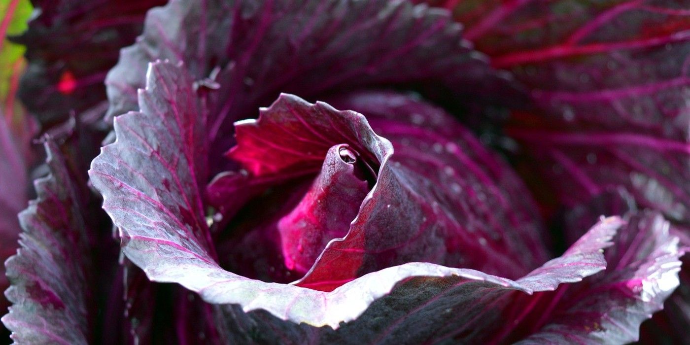 Purple Vegetables to Grow in Trendy Home Gardens