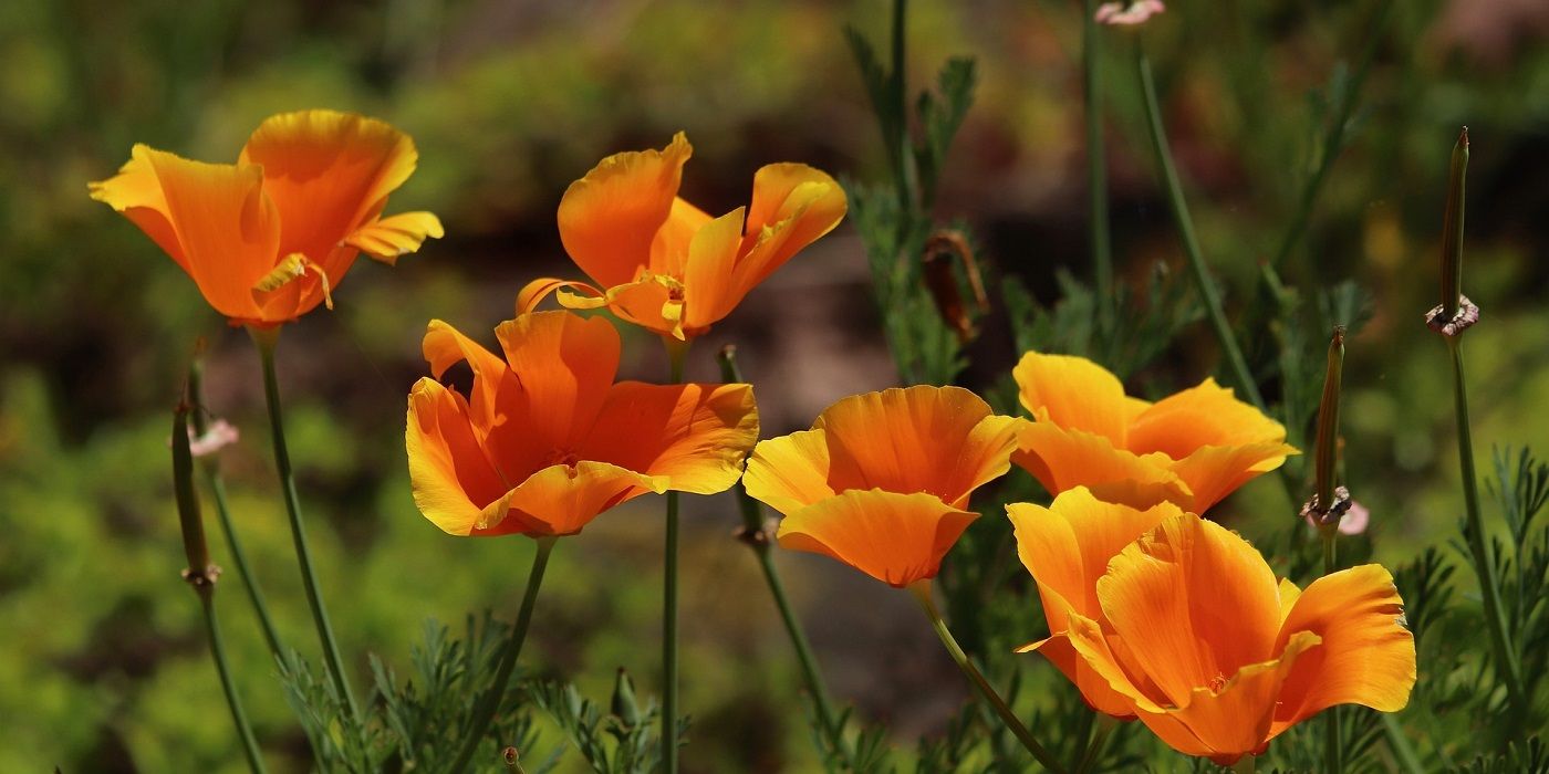 Make Your Garden Brighter With Summer Flowers