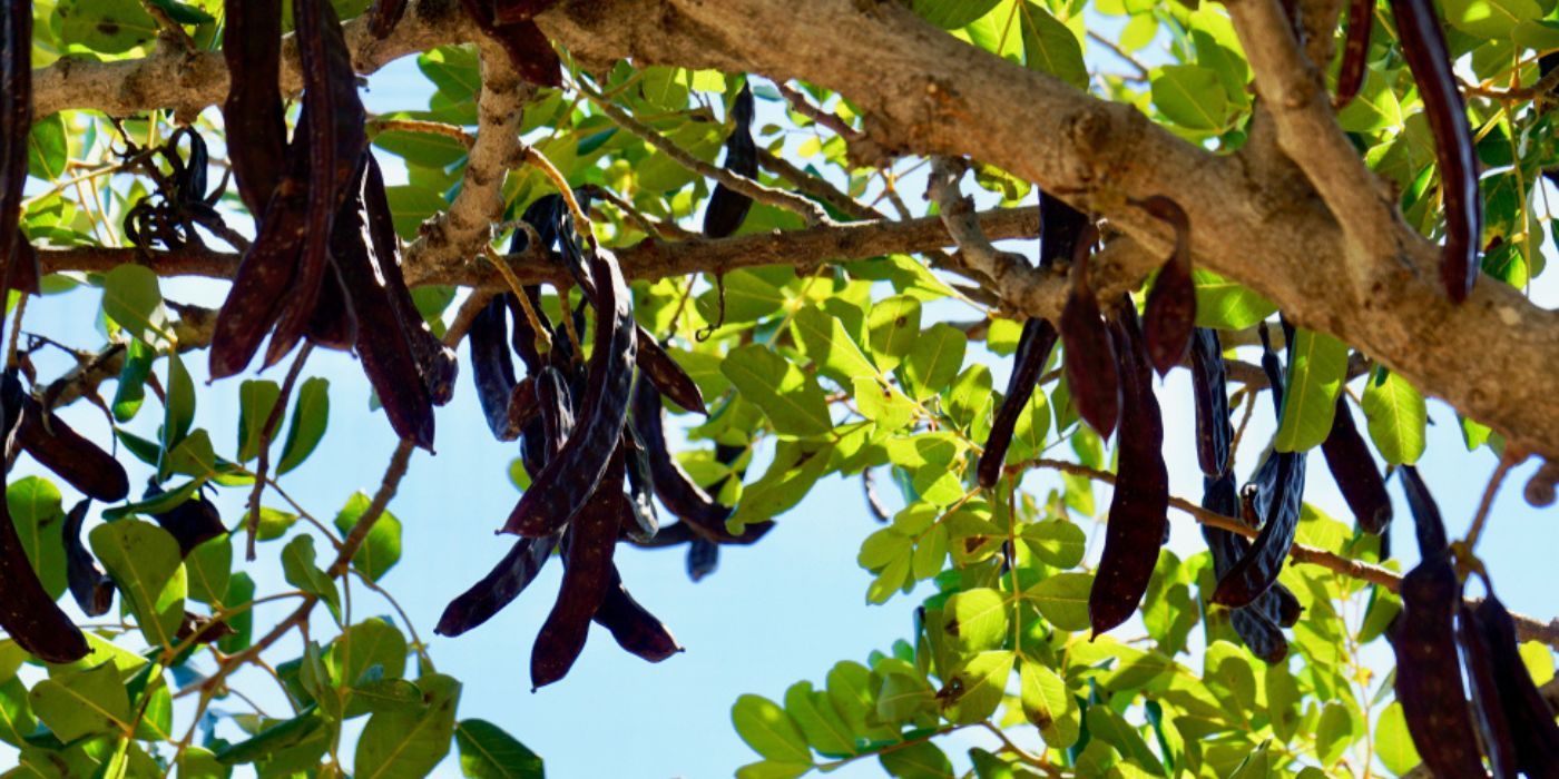 6 Cool Plants to See at California's Underground Gardens