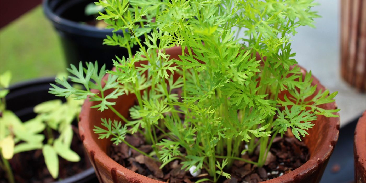 Container Gardening: 7 Vegetables Perfect for Patio Pots