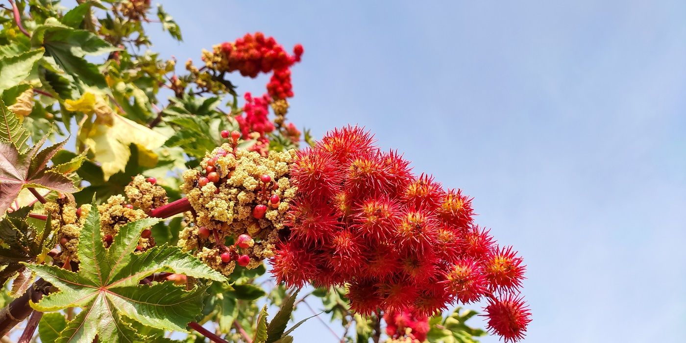 Use Castor Oil to Keep Moles Away