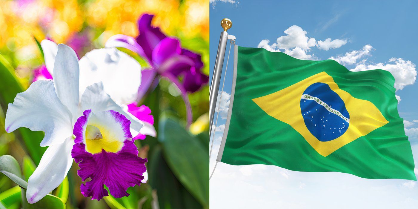 National Flowers: Create a Garden Worthy of the Olympics