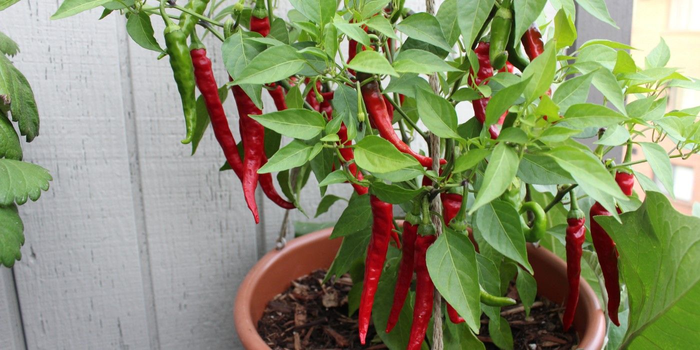 6 Plants to Grow in Hanging Baskets in Summer