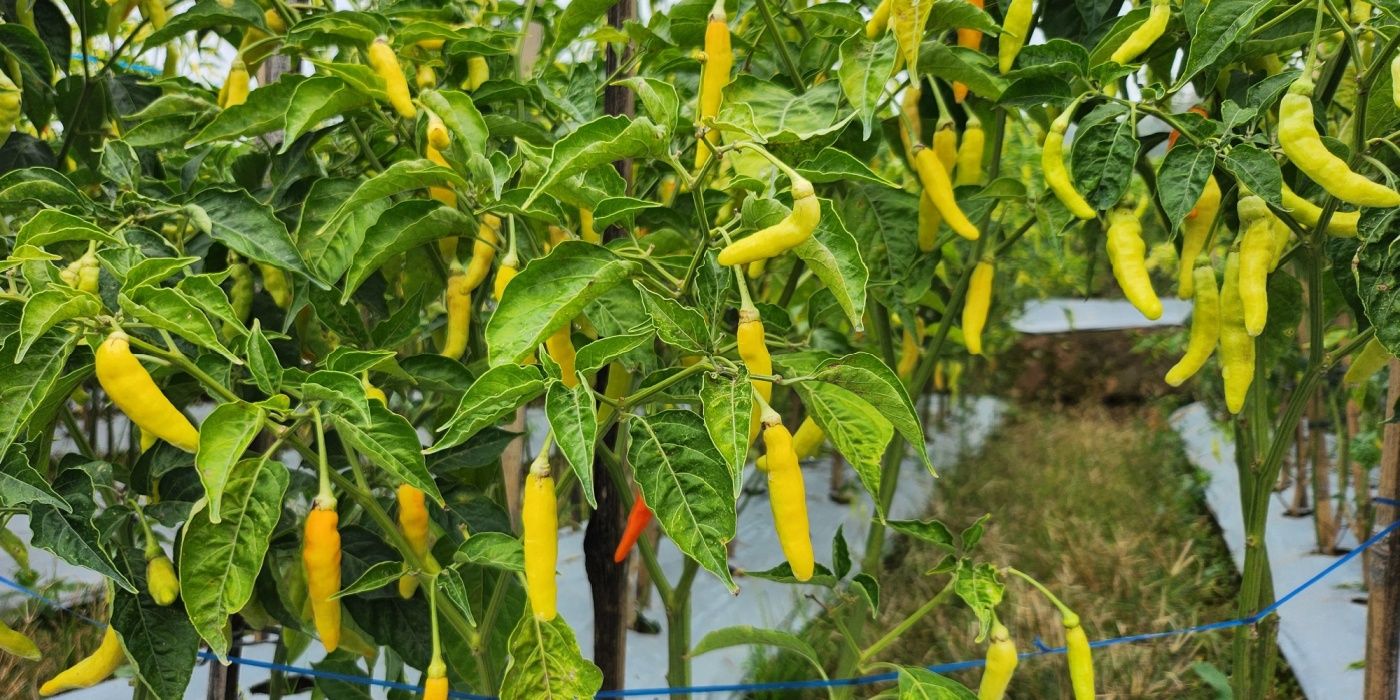 7 Climbing Vegetables for Limited Space Gardens