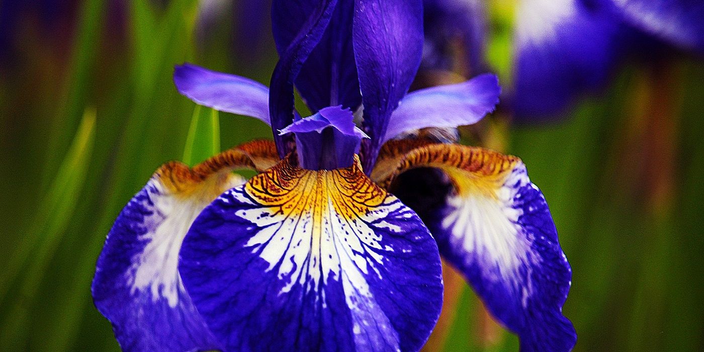 Fill Your Garden With Sun Loving July Flowers
