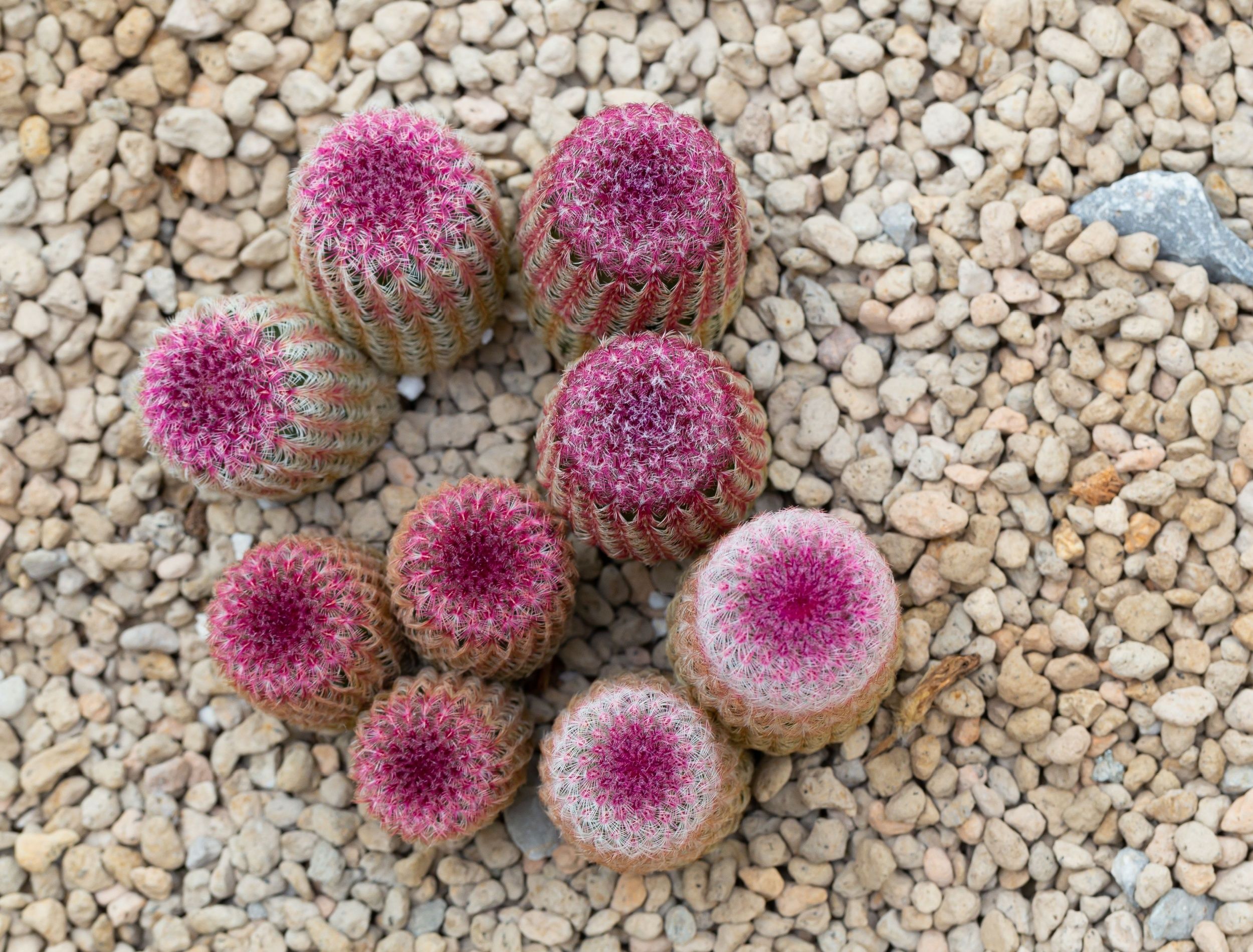 5 Types of Colorful Cacti to Add to Your Garden