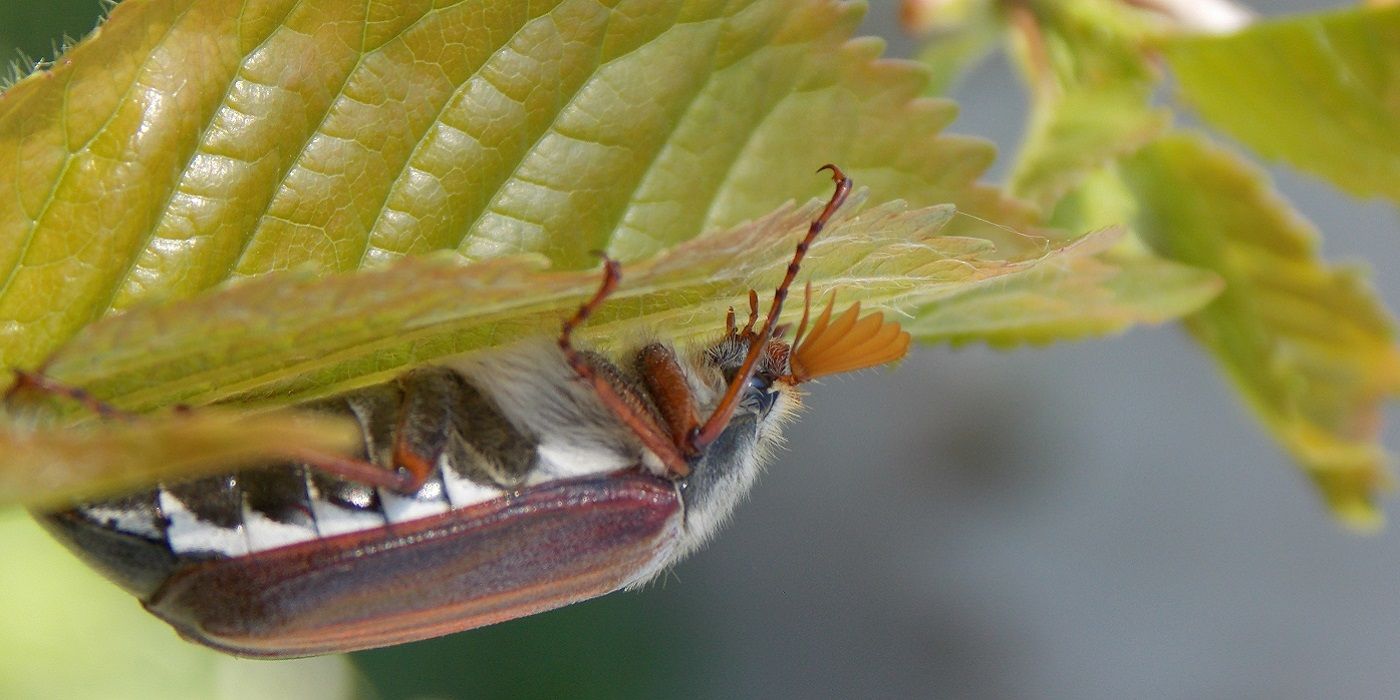 Use Baking Soda For These Pests