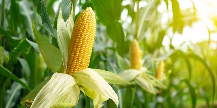 Plant Herbs and Veggies This July