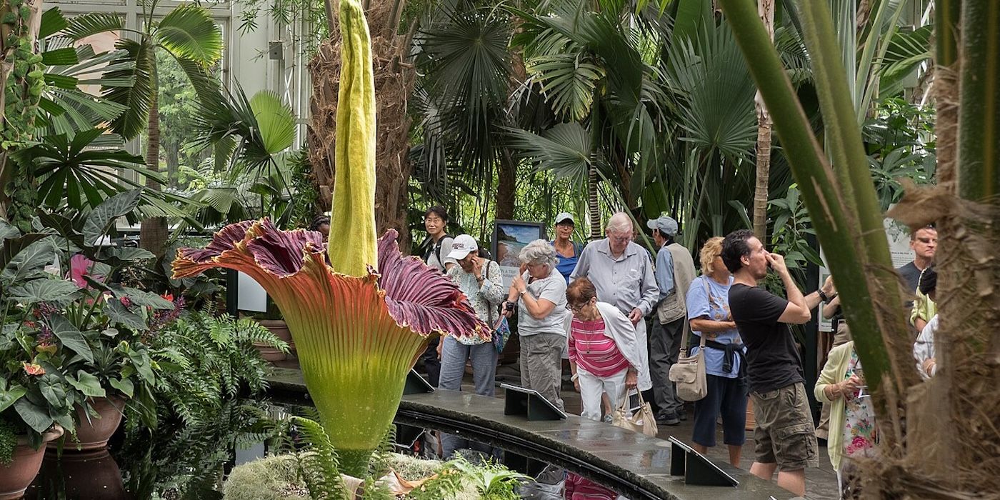 Bizarre Blooms: 10 Weirdest Flower Names You Won't Believe