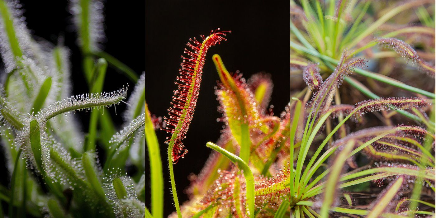Grow Unqiue Plants as Focal Points in the Garden, Like Cape Sundew