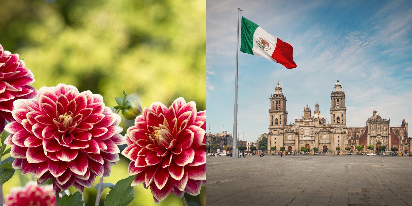 National Flowers: Create a Garden Worthy of the Olympics