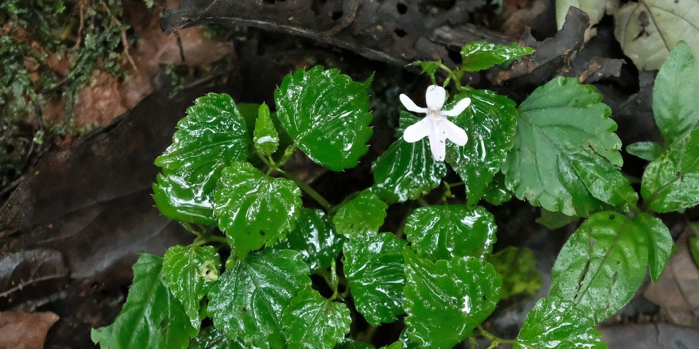 Bizarre Blooms: 10 Weirdest Flower Names You Won't Believe