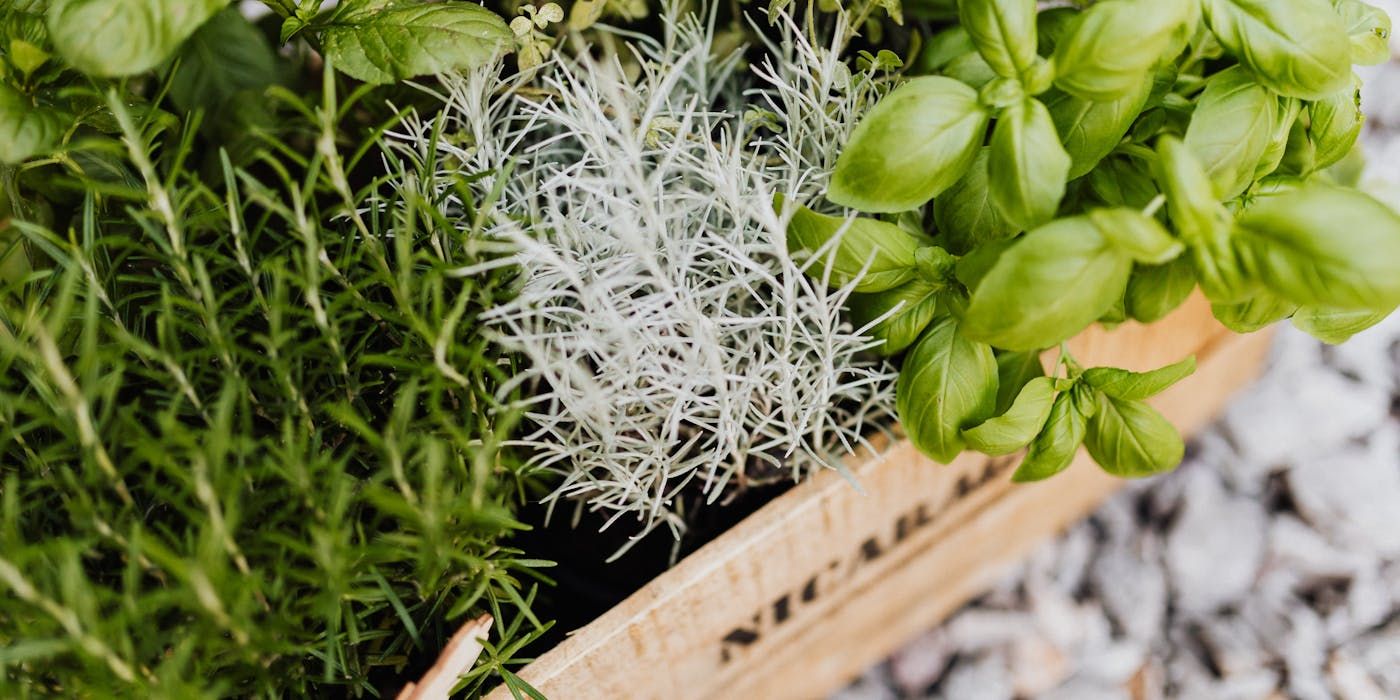 Summer Garden Maintenance: How to Pinch Herbs for Fuller Growth