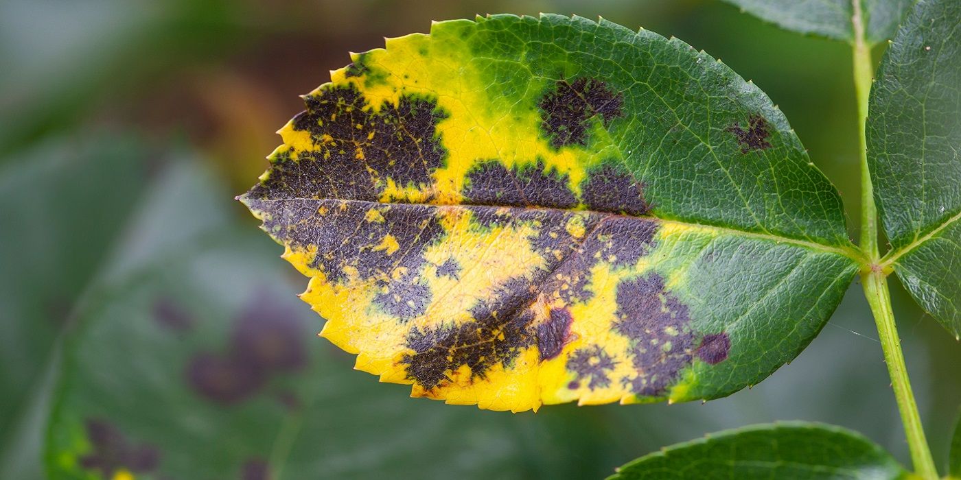 Baking Soda: The Secret Garden Rose Hack