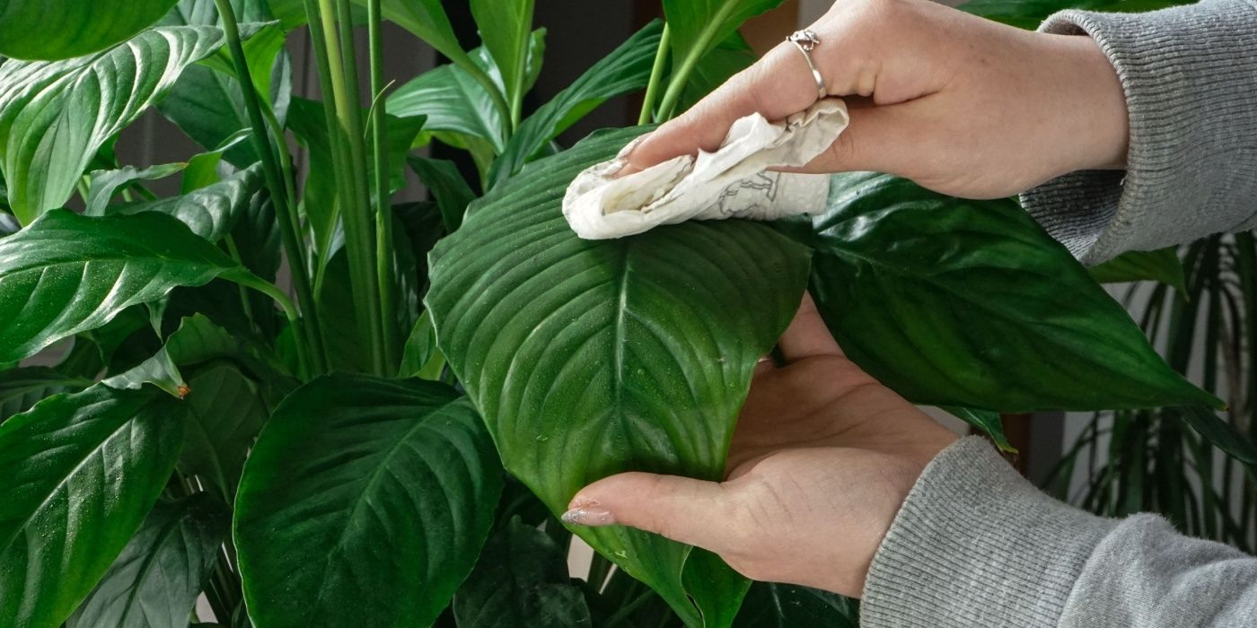 Pro-Level Houseplant Cleaning: A Complete Guide