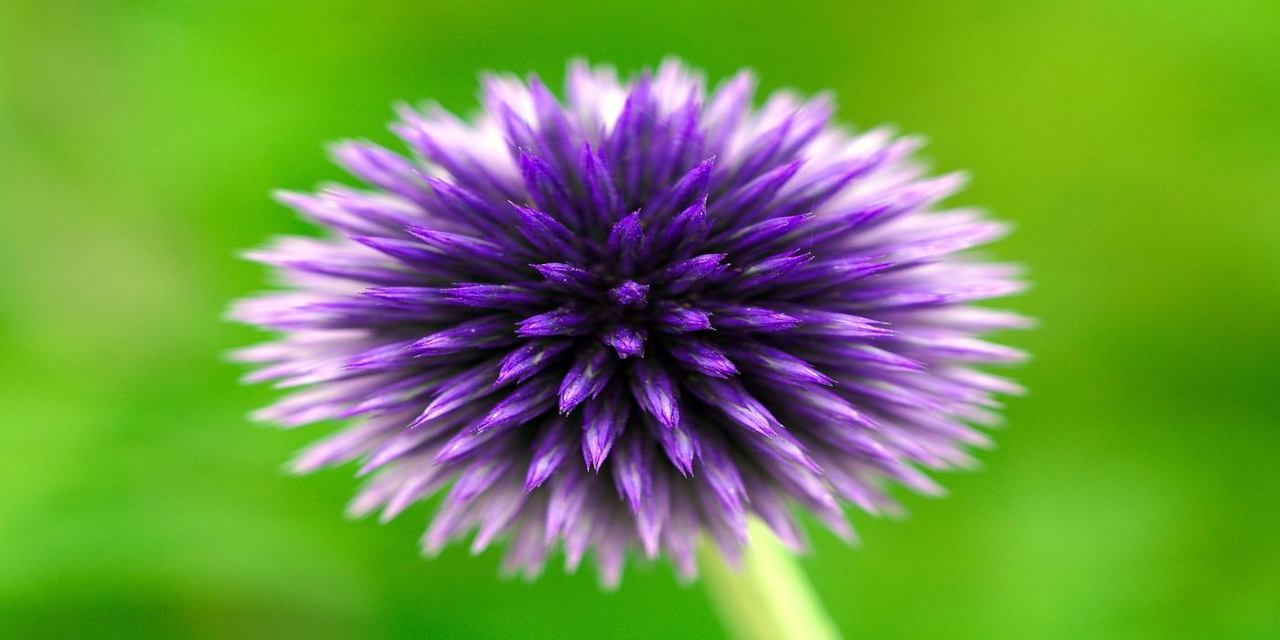 Celebrate Independence Day with Firework-Inspired Flowers