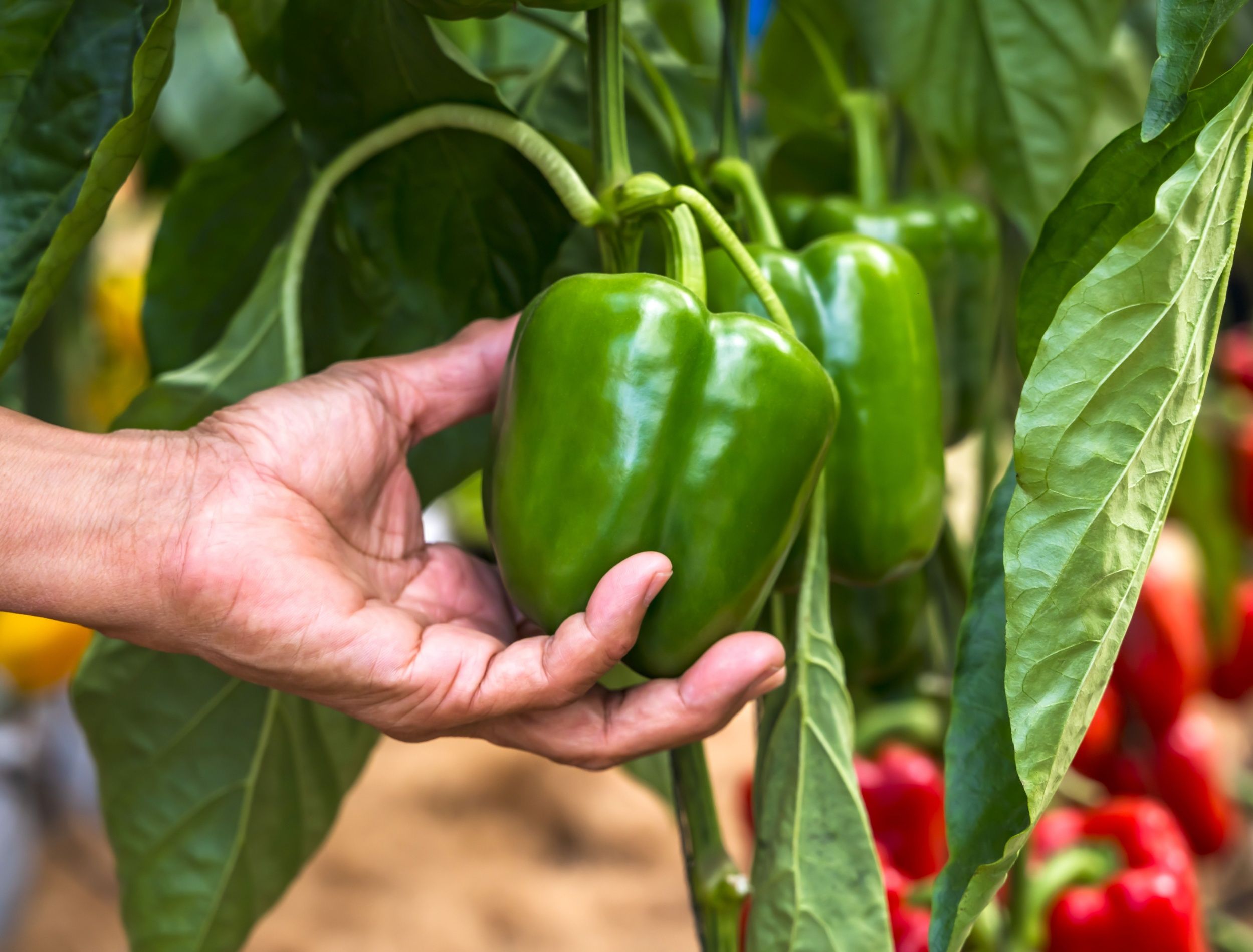 The Top 9 Healthiest Vegetables to Grow in Your Garden