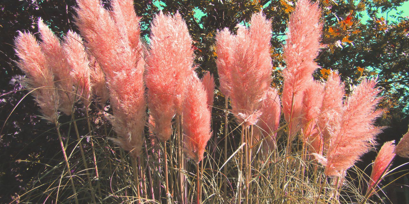 Tall Grasses That Bring Color and Charm to Cold Seasons