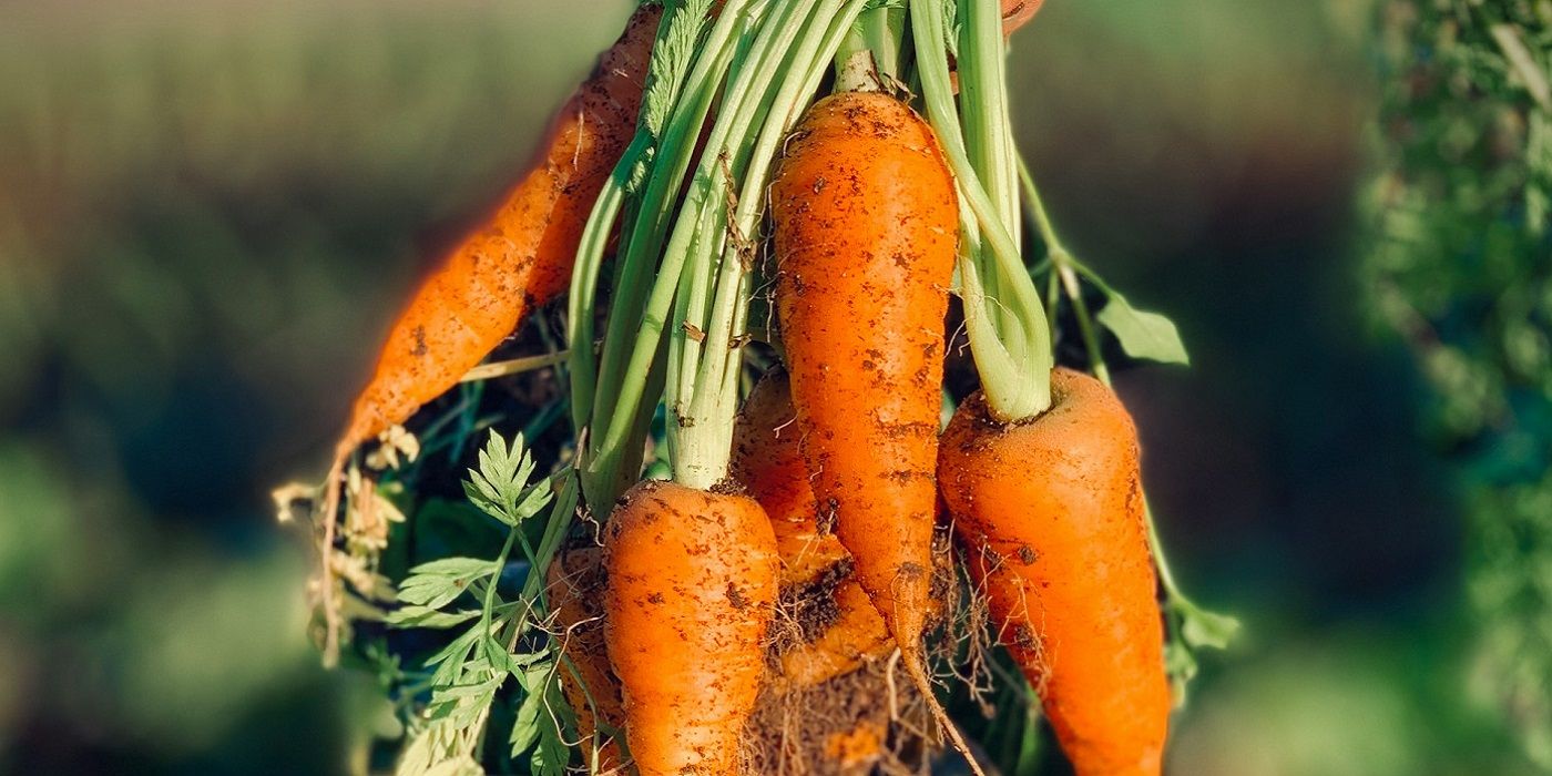 5 Garden Vegetables You Should Start Growing in August