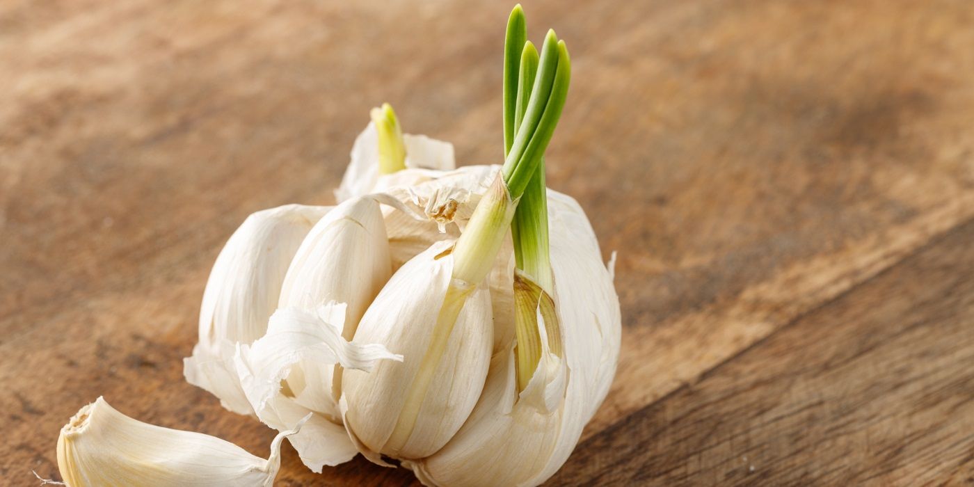 Grow Fresh Flavors at Home: 5 Edible Plants That Thrive in Water