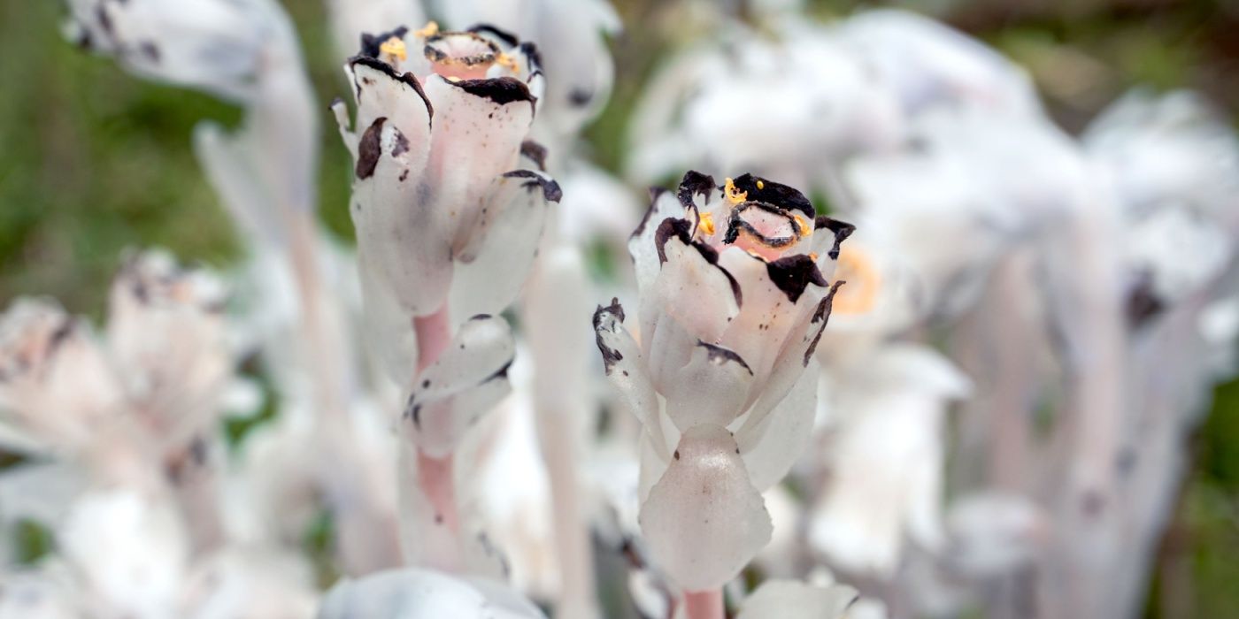 A Guide to Monotropa uniflora