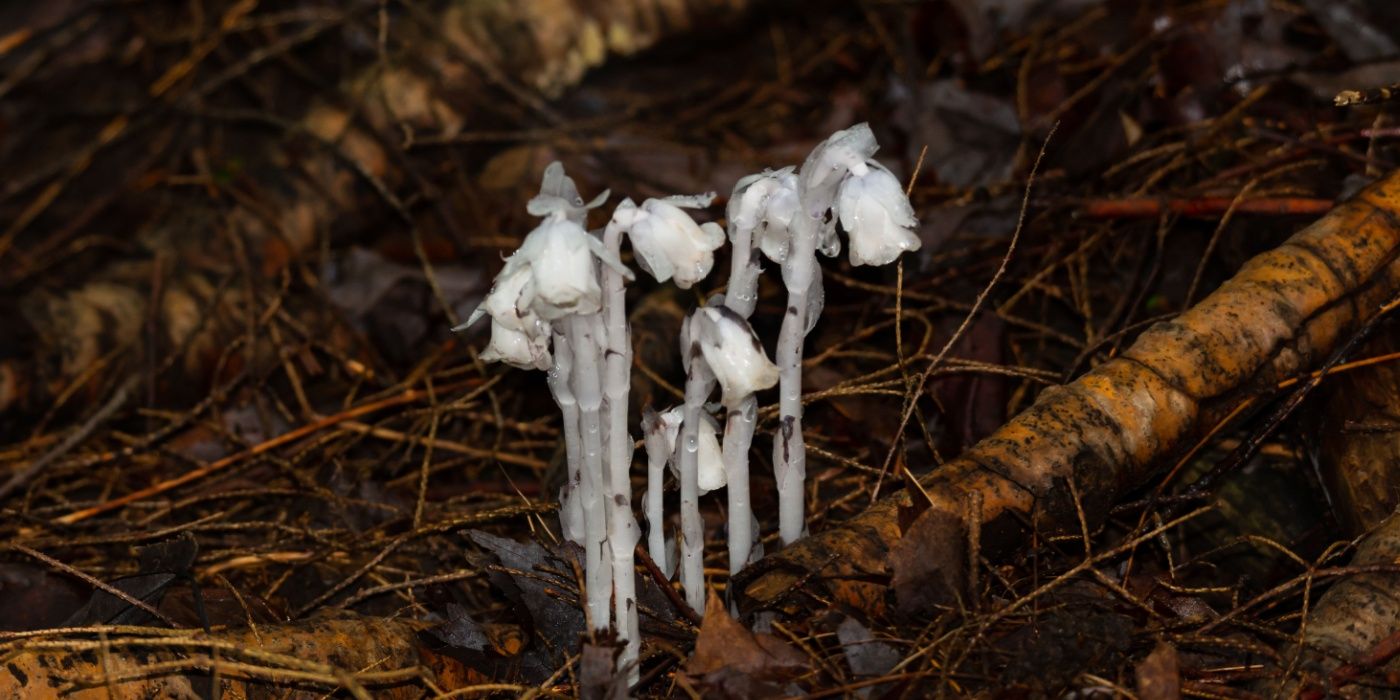 A Guide to Monotropa uniflora