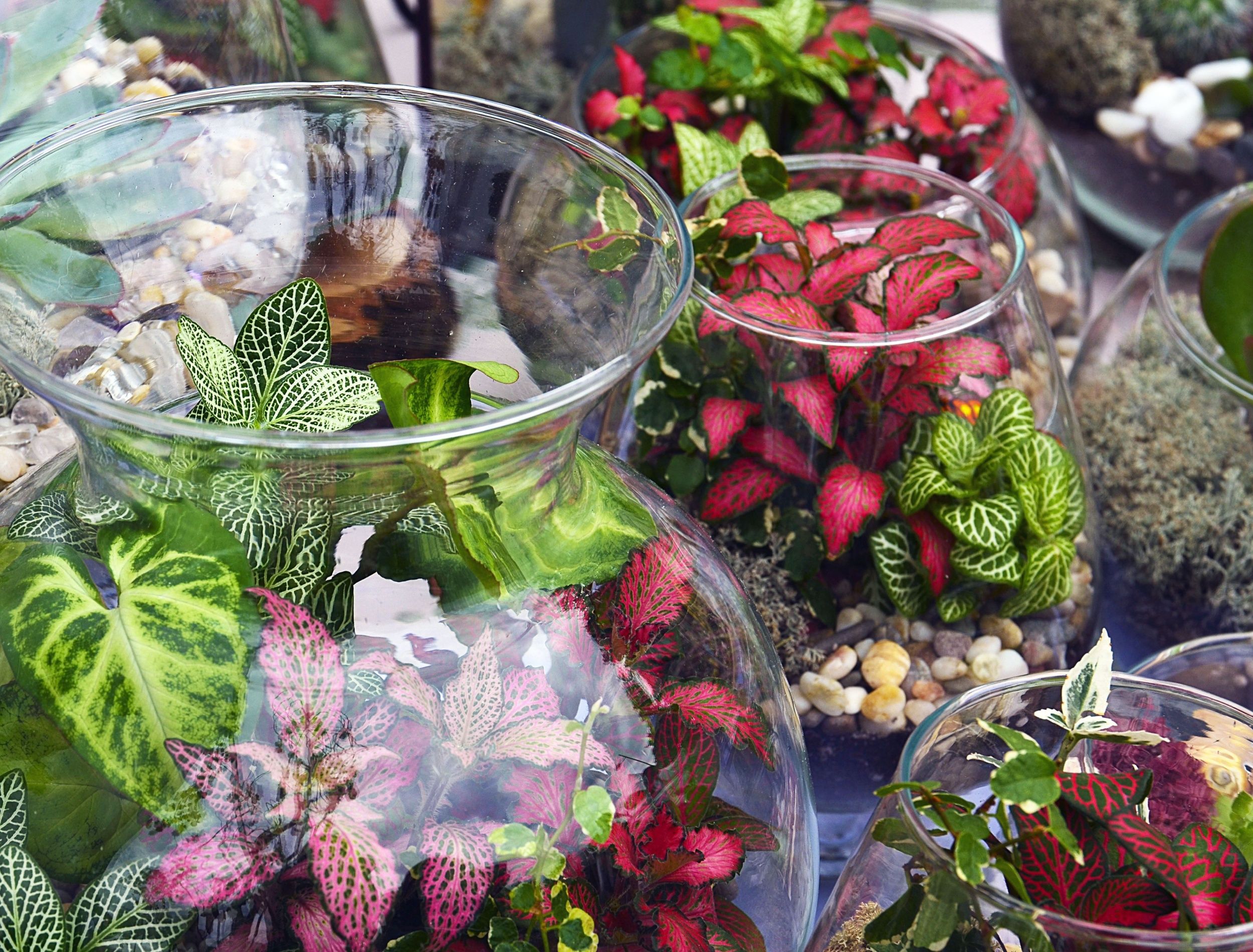 Create a Bottle Garden: 5 Minimalist Garden Ideas