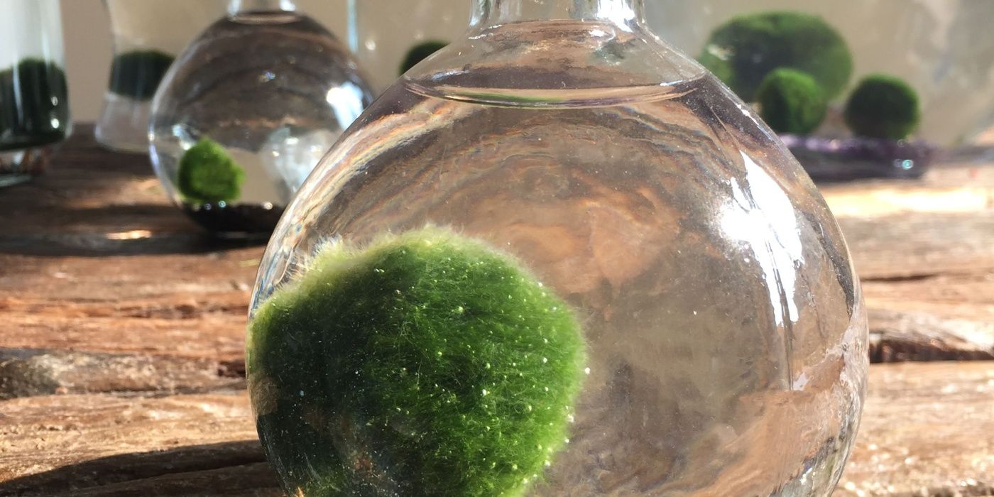 Discover the Charm of Moss Balls: Japan's Favorite Pet Plant