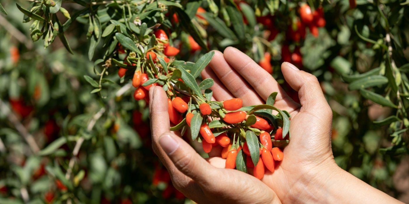 Dual-Purpose Hedges: 6 Edible Plants for Privacy and Harvest