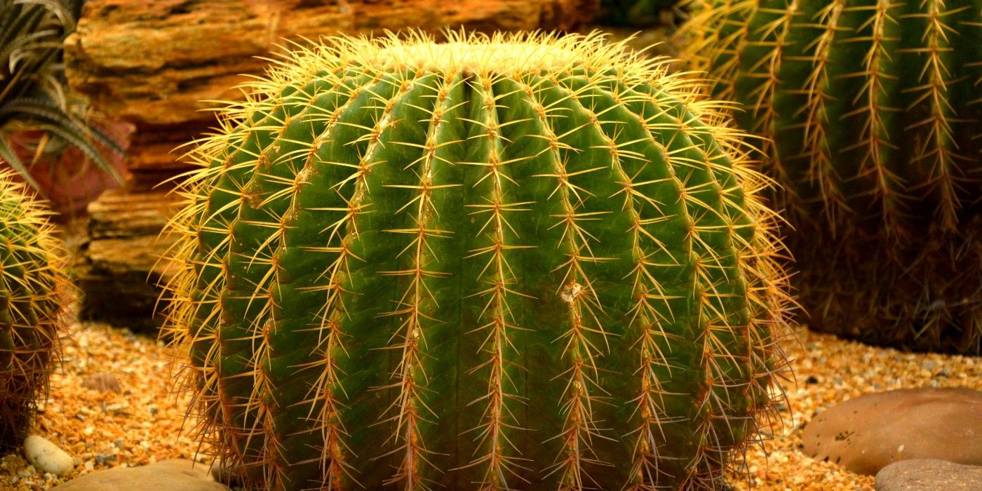 5 Types of Colorful Cacti to Add to Your Garden