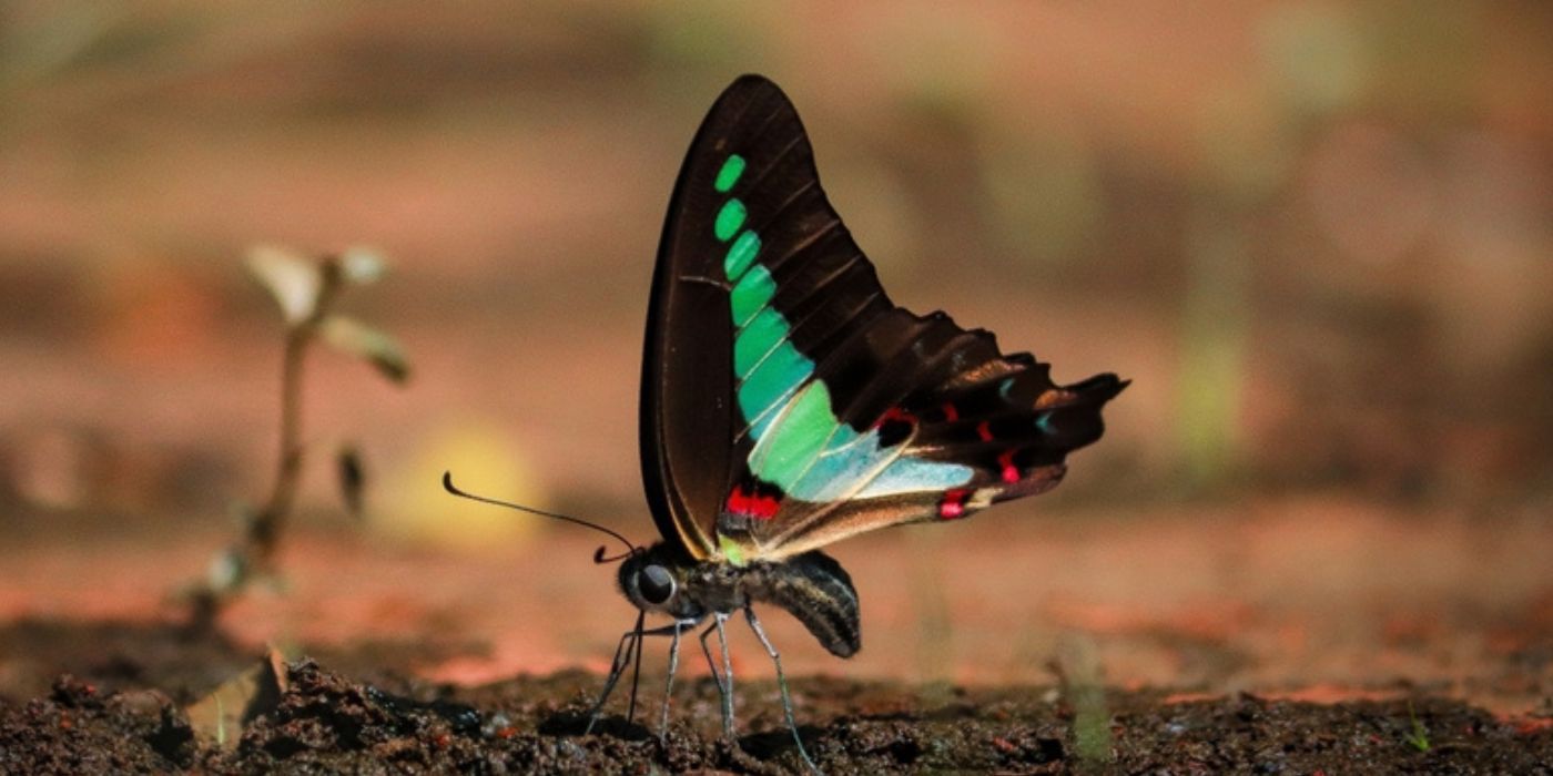 Learn How to Design and Build a Butterfly House