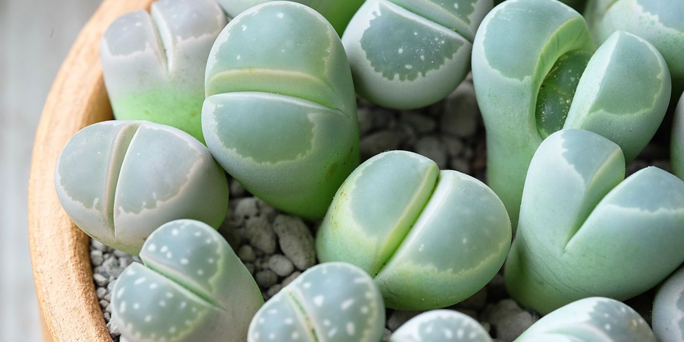 Transform Your Garden with Lithops