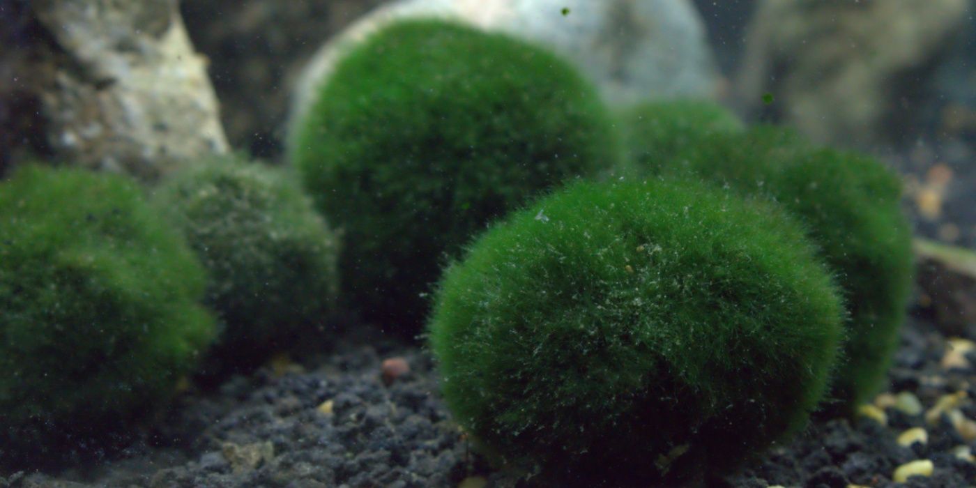 Discover the Charm of Moss Balls: Japan's Favorite Pet Plant