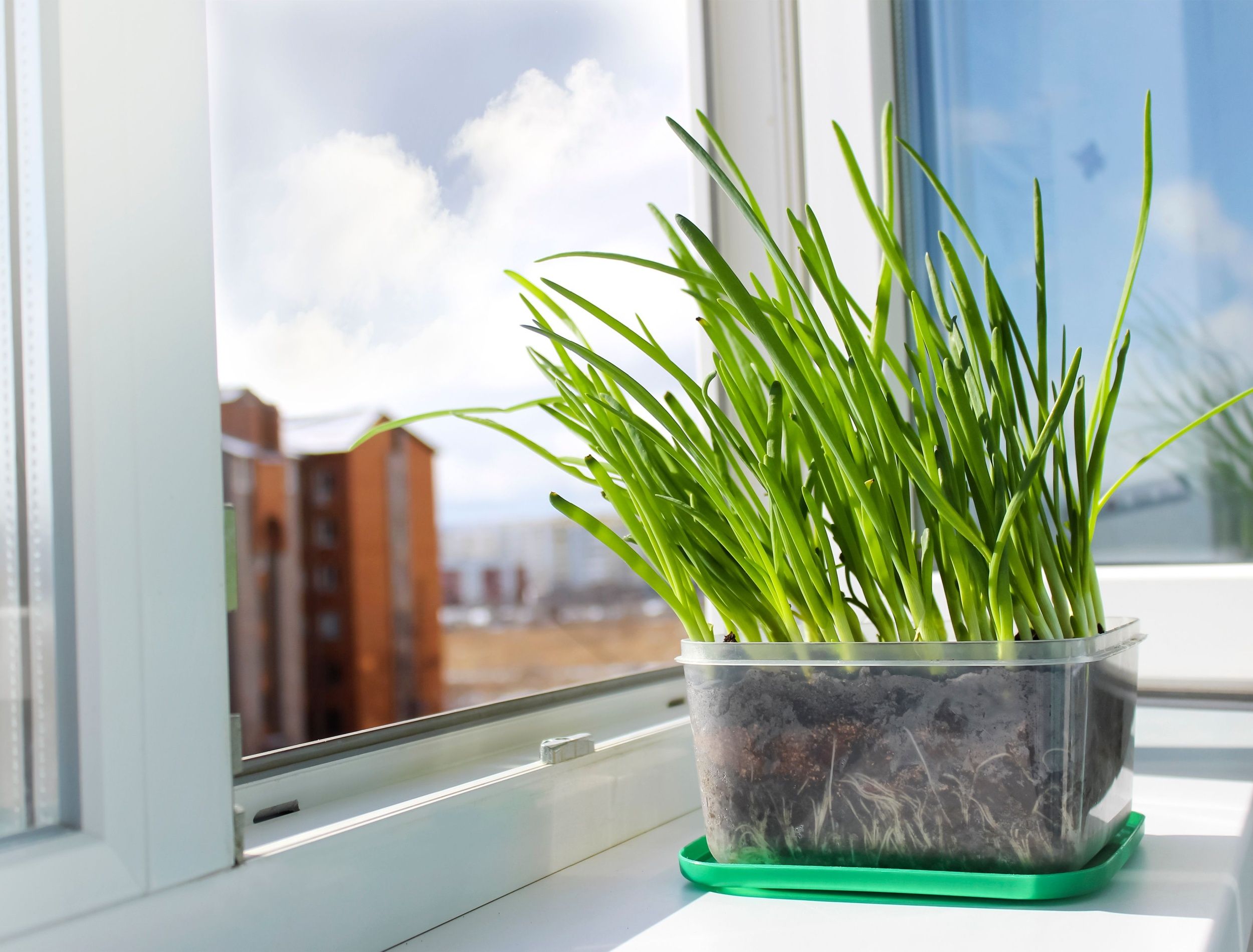 Top 7 Vegetables for Successful Indoor Gardening