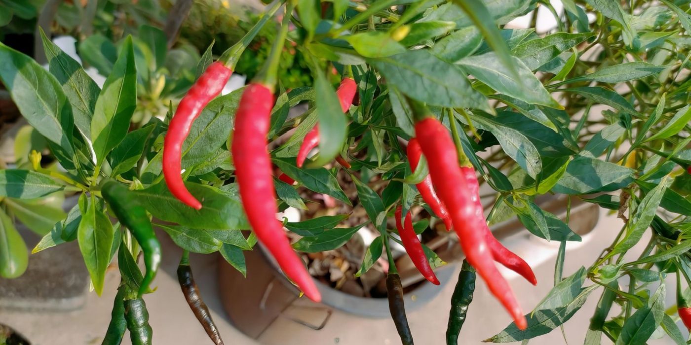 Container Gardening: 7 Vegetables Perfect for Patio Pots