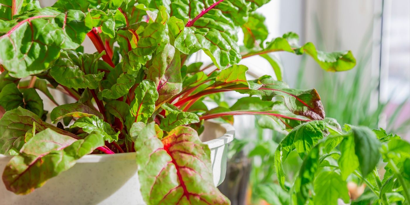 Container Gardening: 7 Vegetables Perfect for Patio Pots