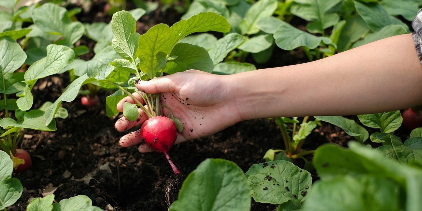 7 Proven Methods to Extend Your Garden Harvest into the Late Summer