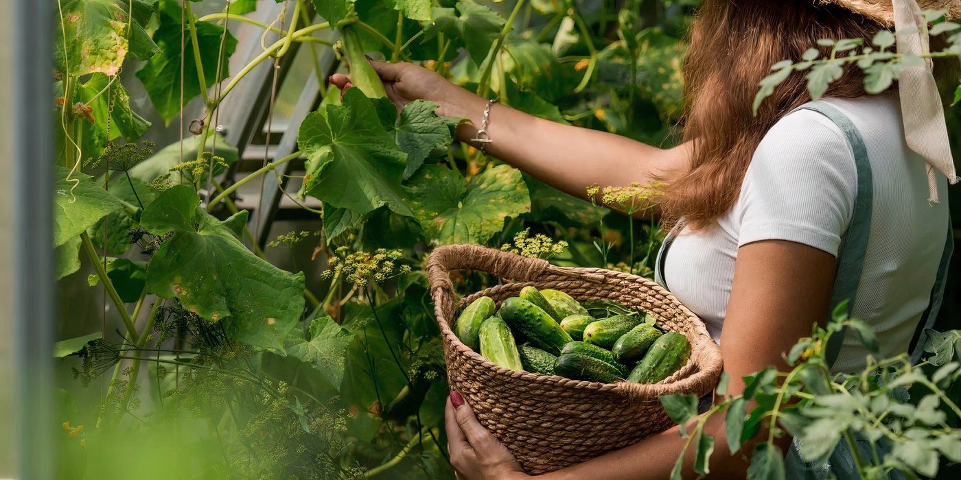 7 Garden Plants Perfect for August Growing